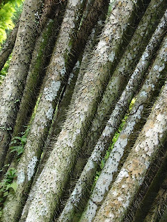 OUR PHILIPPINE TREES: The Intimidating Appeal of the Native Anibong