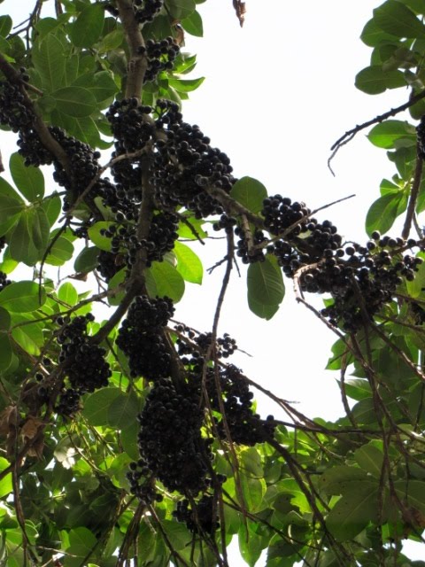 OUR PHILIPPINE TREES: It's Lipote Season Once More