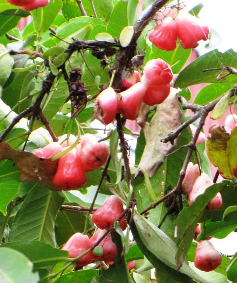 OUR PHILIPPINE TREES: Non Native Trees: Bad Macopa Superstition