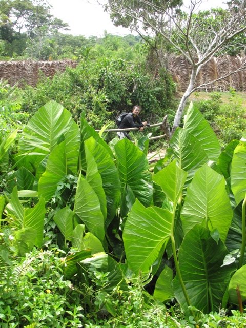 OUR PHILIPPINE TREES: Palawan the Plant