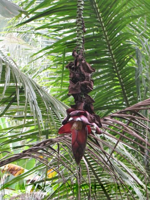 OUR PHILIPPINE TREES: Distinguishing the Abaca from Banana