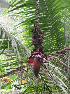 OUR PHILIPPINE TREES: Distinguishing the Abaca from Banana