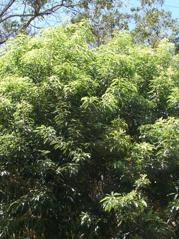 OUR PHILIPPINE TREES: The Botanist's Choices