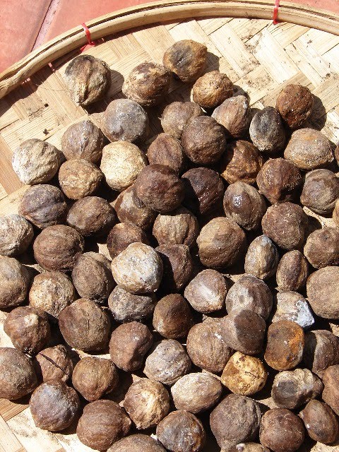 OUR PHILIPPINE TREES: The Nut Bracelet