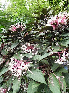 OUR PHILIPPINE TREES: The Advance Bagawak Bloom
