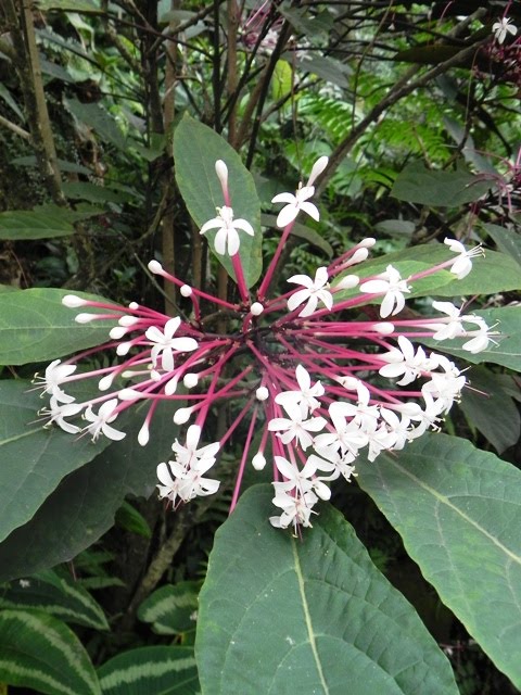OUR PHILIPPINE TREES: The Advance Bagawak Bloom