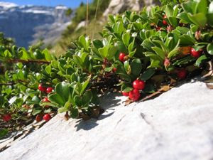 UVA - Medveđe grožđe MEDVEDKA | LEKOVI, LEKOVITO BILJE, LECENJE, SIMPTOMI