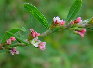 TROSKOT - FO-TI, DVORNIK | LEKOVI, LEKOVITO BILJE, LECENJE, SIMPTOMI