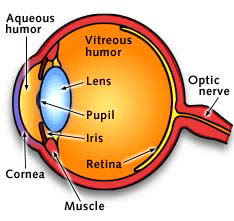 Eye Project for science: Eye Project for science