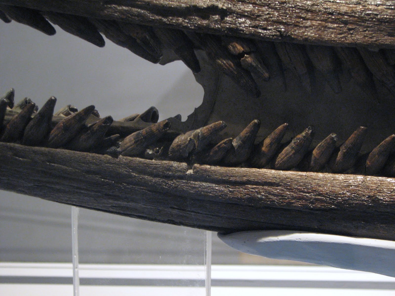 ART Evolved: Life's Time Capsule: HERE BE SEA DRAGONS