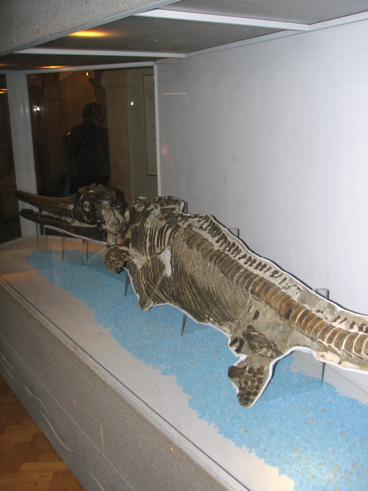 ART Evolved: Life's Time Capsule: HERE BE SEA DRAGONS