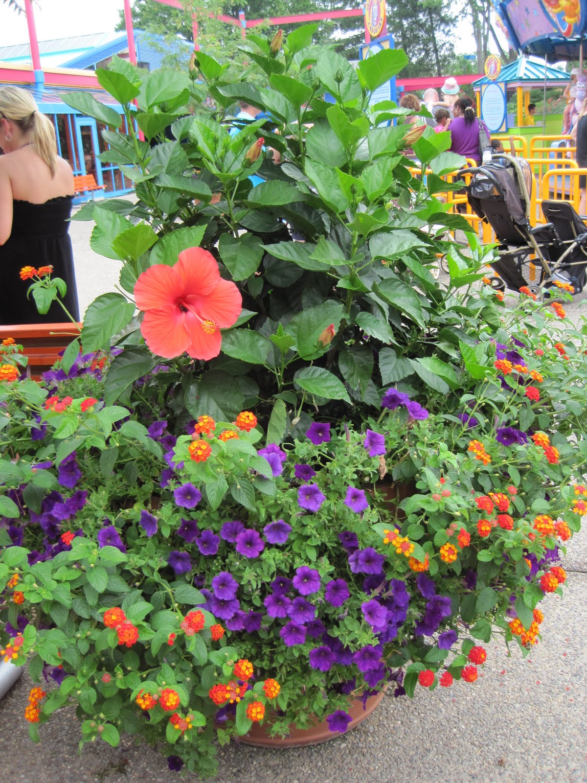 Gardening and Gardens: Colorful Containers