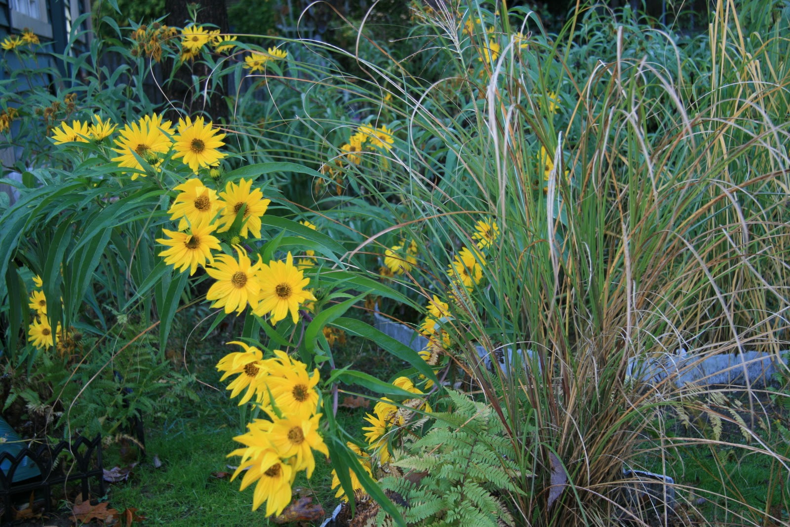 Gardening and Gardens: Grasses: The Wispy and Whimsical