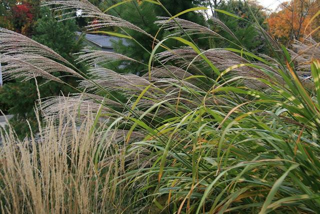 Gardening and Gardens: Grasses: The Wispy and Whimsical