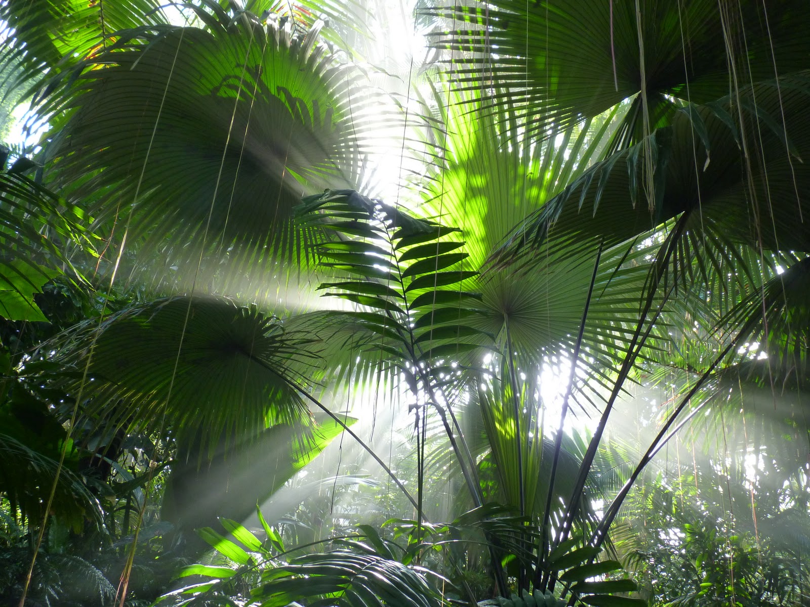 floraphile: A Superficial Tour of Floraphile Heaven: The Dorothy ...