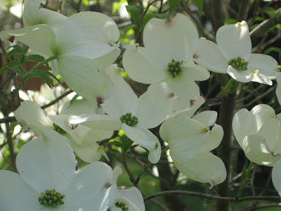 countryroadprimitives: The Legend of the Dogwood Tree