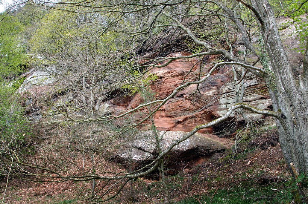 North Fife: Coombs Wood Cumbria