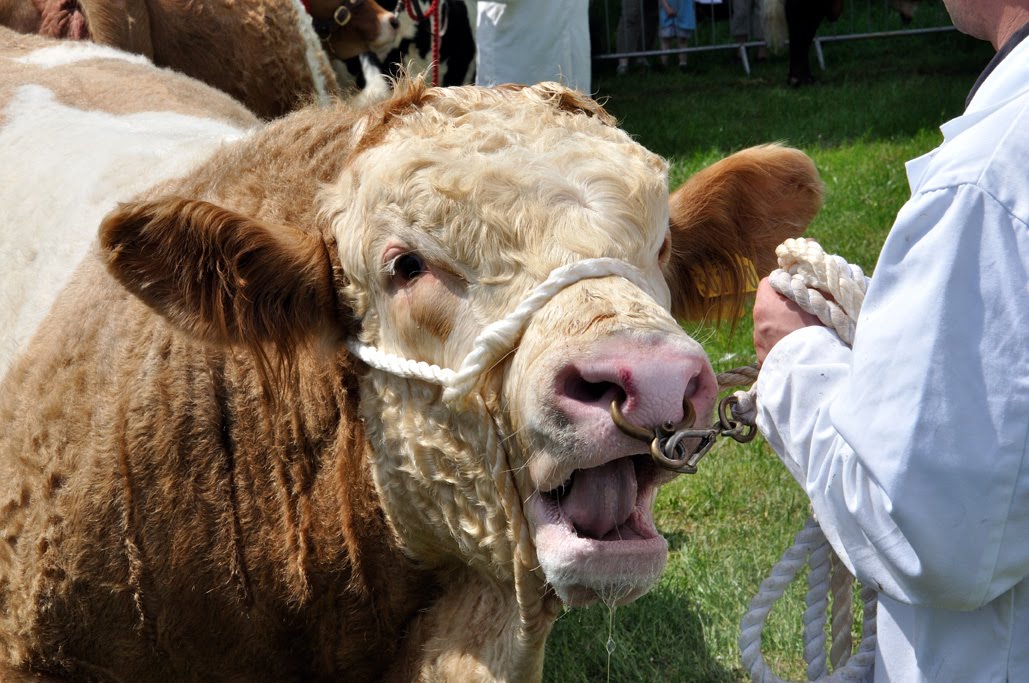 North Fife: Beef Cattle Fife Show