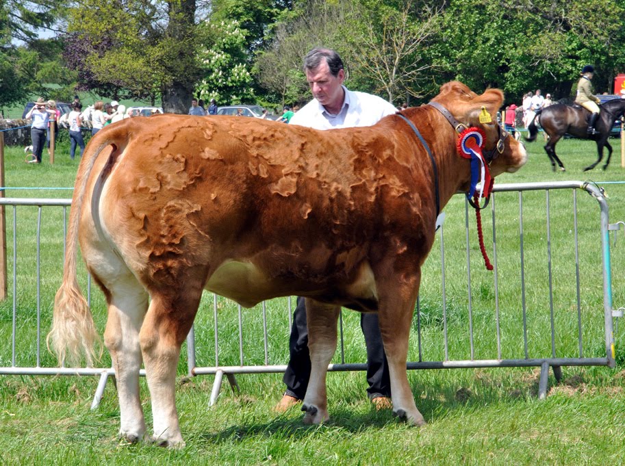North Fife: Beef Cattle Fife Show