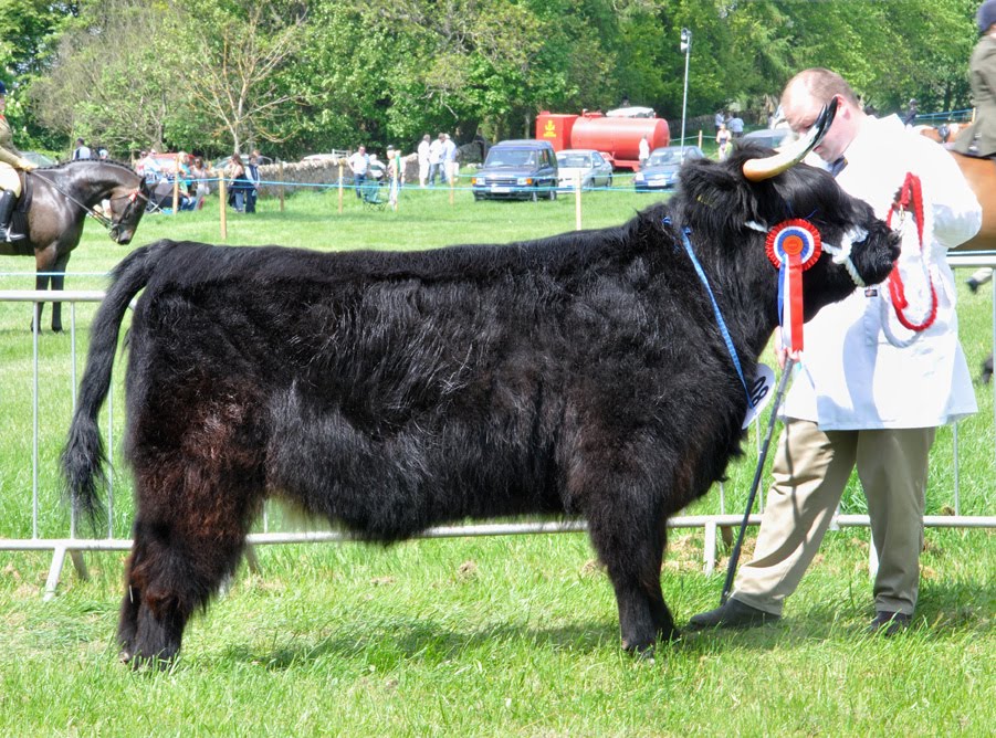 North Fife: Beef Cattle Fife Show