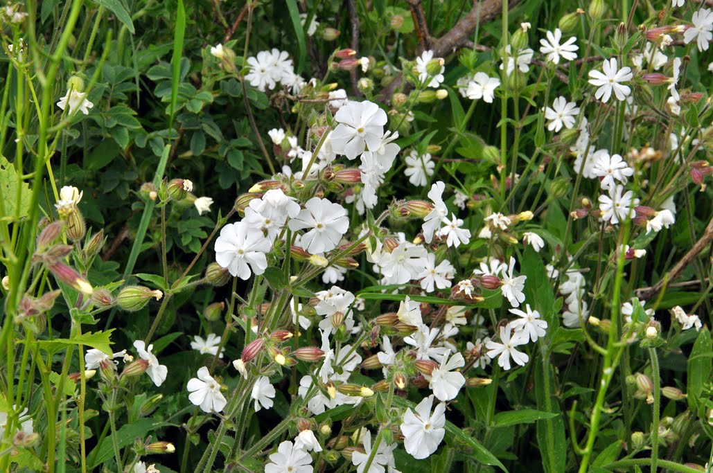 North Fife: Red and White Campion Flowers