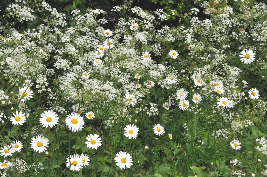 North Fife: Late Spring Flowers June 16th