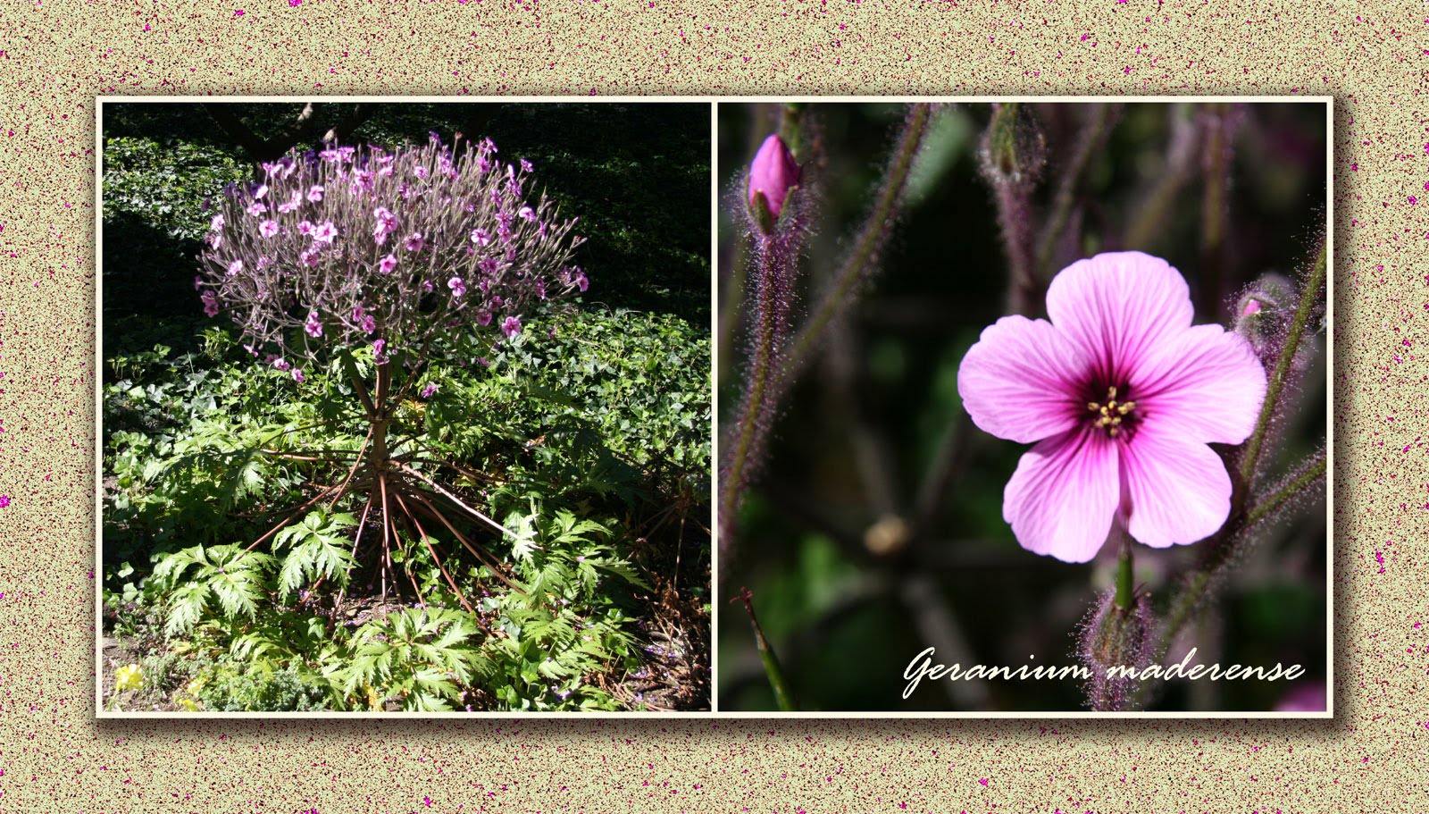 jardin de marguerite: Géranium de Madère (Geranium maderense)