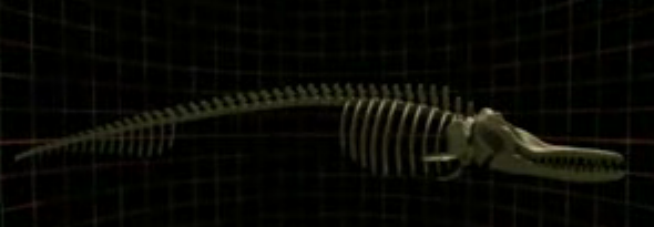 Brygmophyseter Shigensis | Animalia Enthusiasts