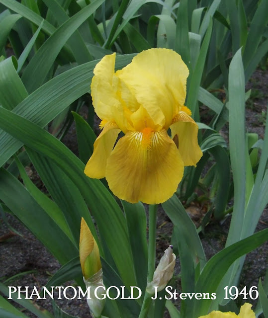 New Zealand Tall Bearded Iris 'PHANTOM GOLD' ~ HERITAGE IRISES