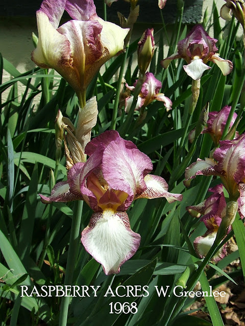 Intermediate Iris 'RASPBERRY ACRES' ~ HERITAGE IRISES