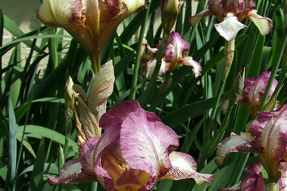 Intermediate Iris 'RASPBERRY ACRES' ~ HERITAGE IRISES