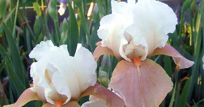 Tall Bearded Heirloom Iris "SUNSET SNOWS " ~ HERITAGE IRISES