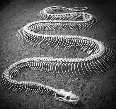 Conhecendo Serpentes: ZOOLOGIA