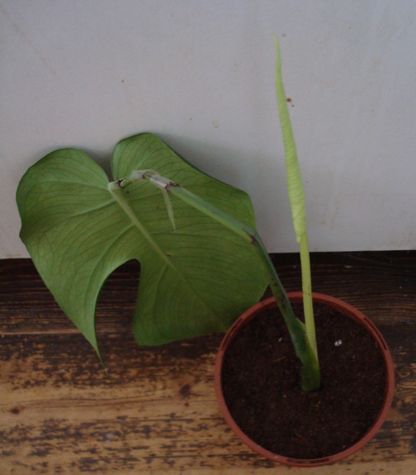 My Swedish Balcony: Stickling av Monstera från 1974