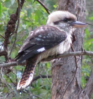 Vilas Zoo Blog: The Laughing Kookaburra