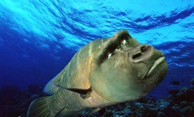 Boa Pesca: Peixe-Macaco