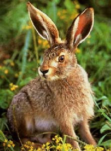 NATURE AND LIFE: Šumske životinje-zec