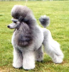 sitio oficial french poodle