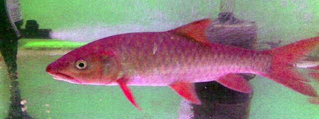 Kelah Merah @ Red Mahseer: Kelah Merah (Red Mahseer) 16"