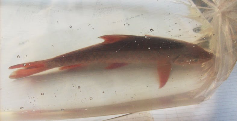 Kelah Merah @ Red Mahseer