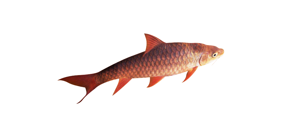 Kelah Merah @ Red Mahseer: kelah Merah (Red Mahseer) 12inch