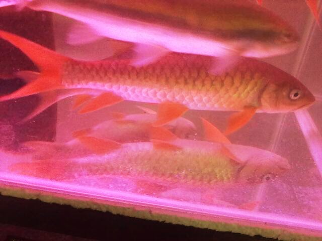 Kelah Merah @ Red Mahseer