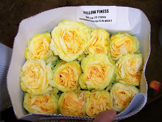 More New Rose Varieties!!!