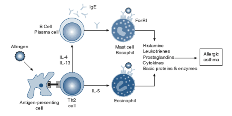 GUIAS Y REVISIONES MEDICAS: PATOGENESIS DEL ASMA