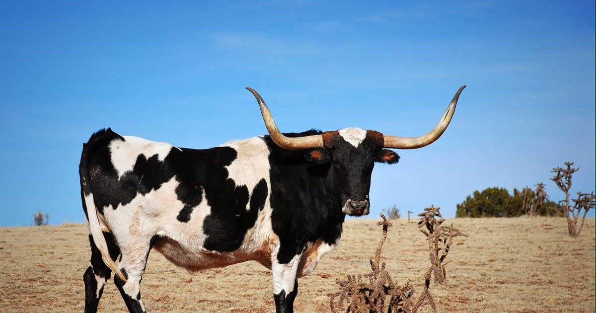 The 7MSN Ranch: Who's afraid of the big bad bull?