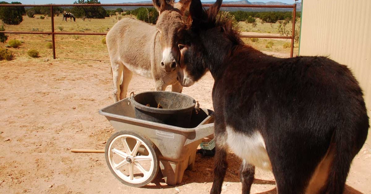 The 7MSN Ranch: Alan helps with the chores
