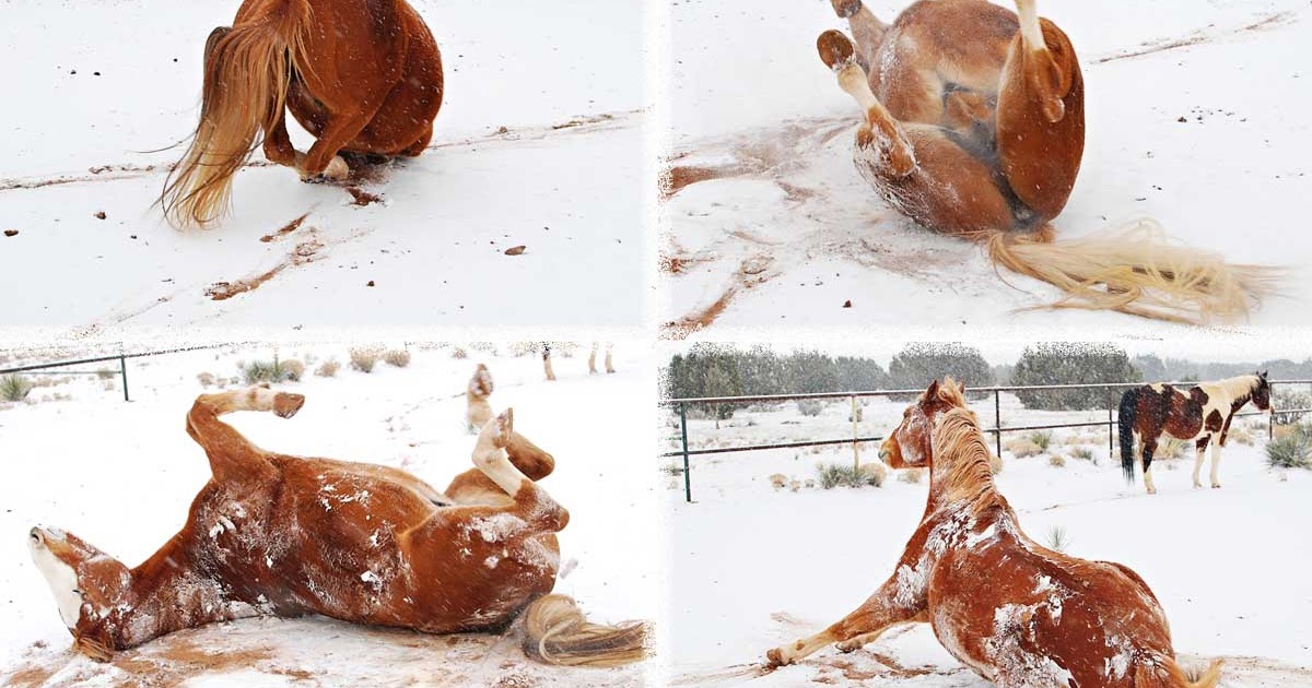 The 7MSN Ranch: Making Snow Angels