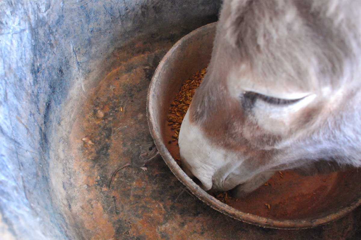 The 7MSN Ranch: Deets and Jerry