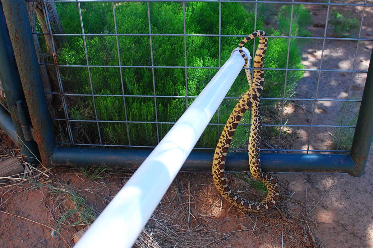 The 7MSN Ranch: Snake on a leash