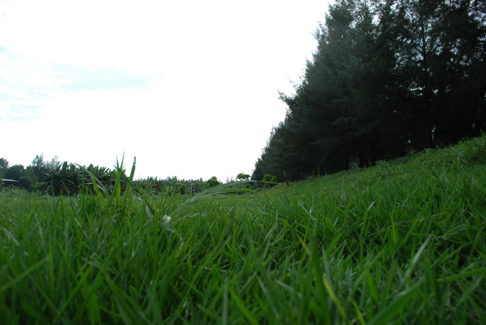 Puskeswan Terpadu Bukloh